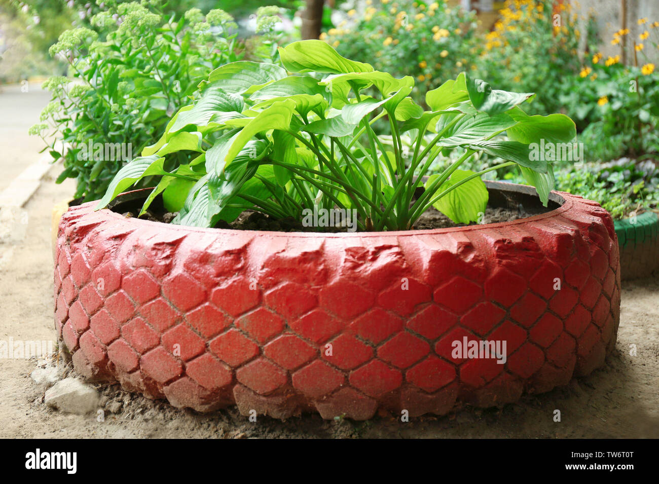Old tire used as flowerbed outdoors Stock Photo - Alamy