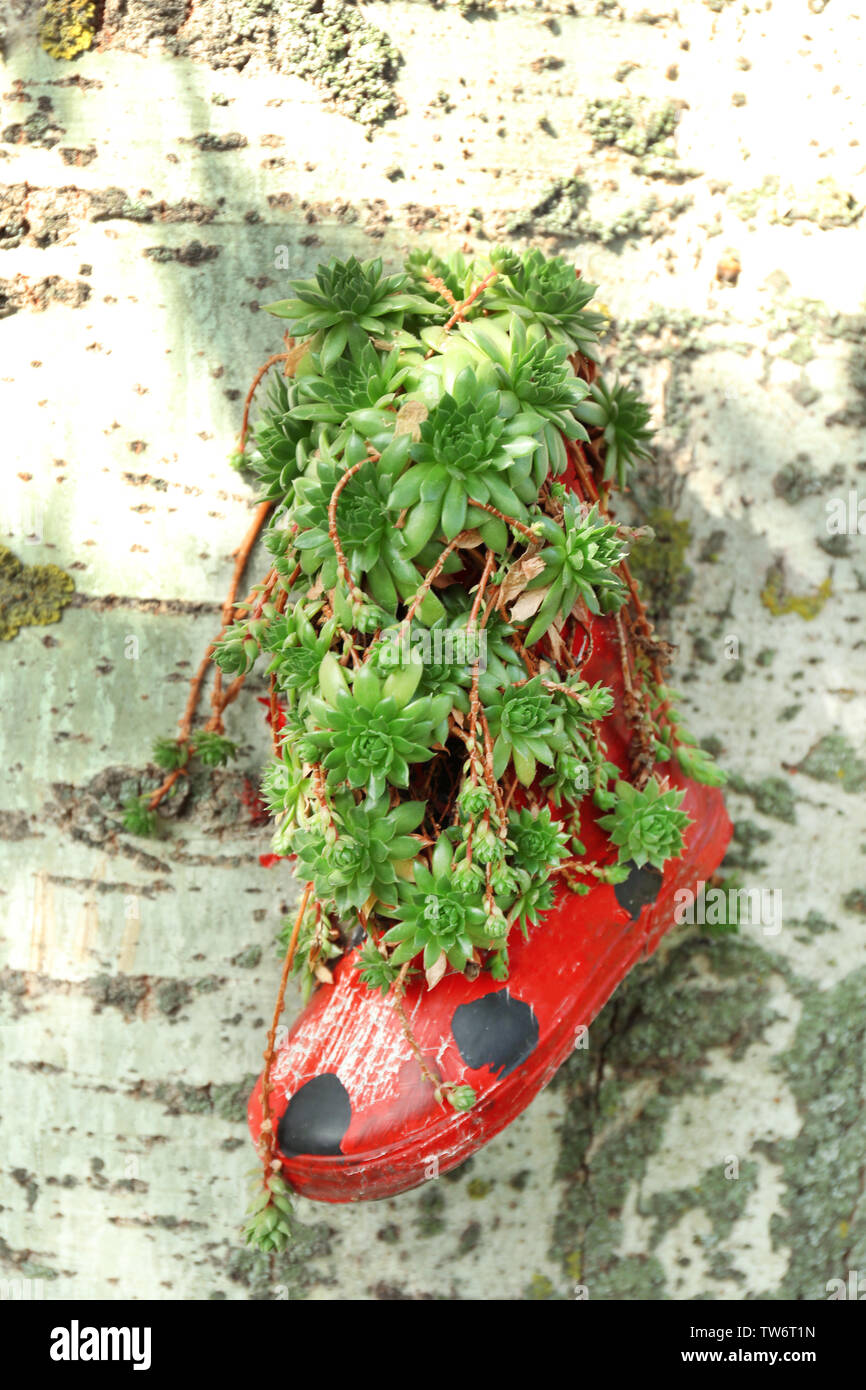 Old boot used as garden decor outdoors Stock Photo - Alamy