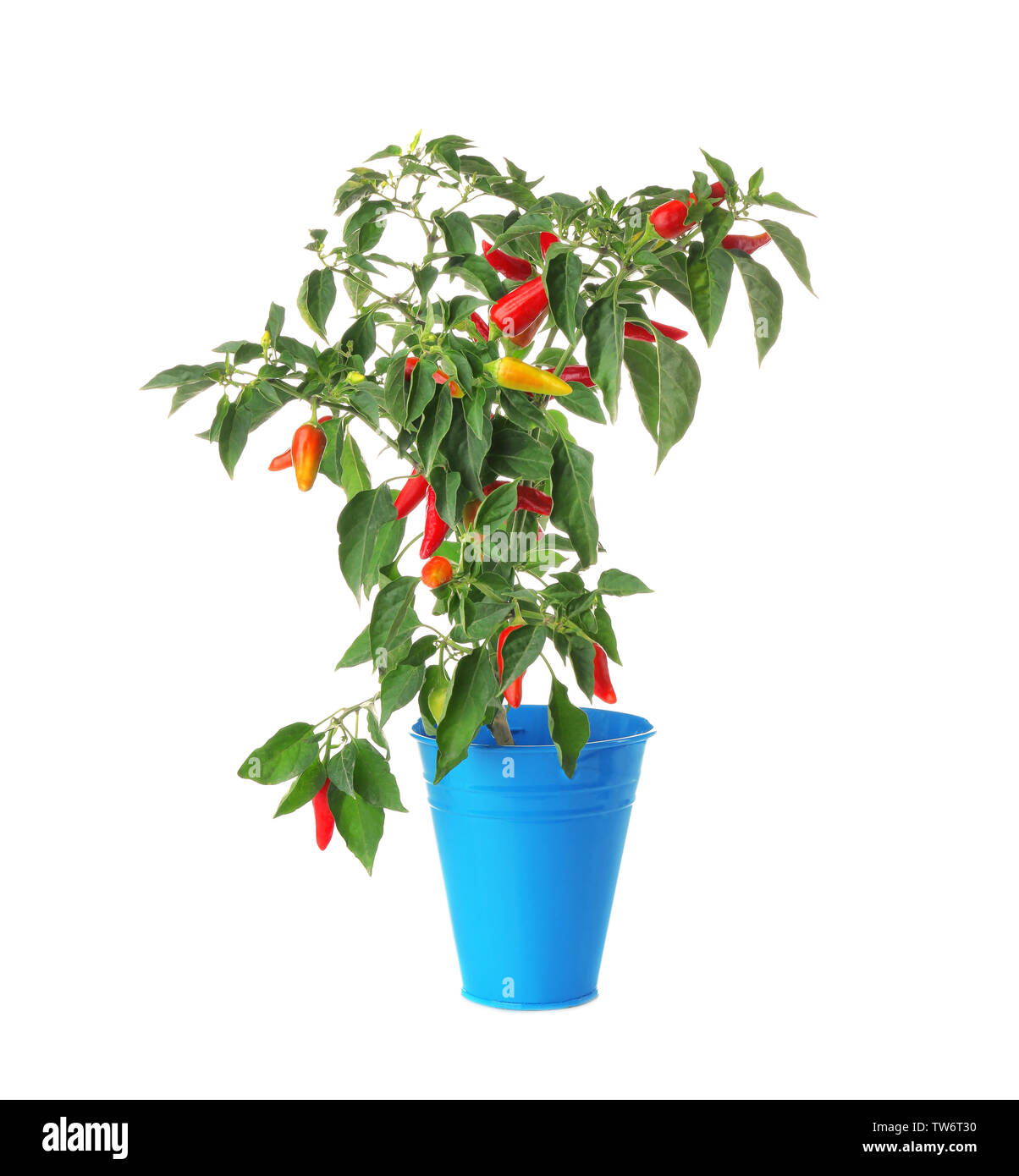 Chili pepper bush in flowerpot, isolated on white Stock Photo - Alamy