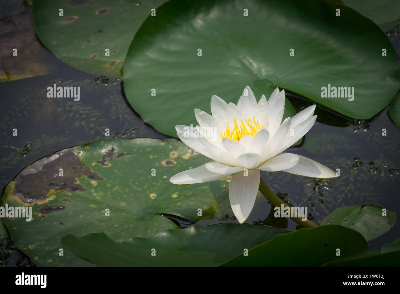 Chinese waterlily hi-res stock photography and images - Alamy