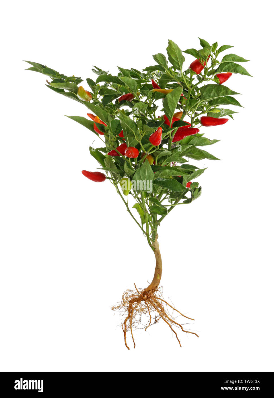 Chili pepper bush with root, isolated on white Stock Photo - Alamy
