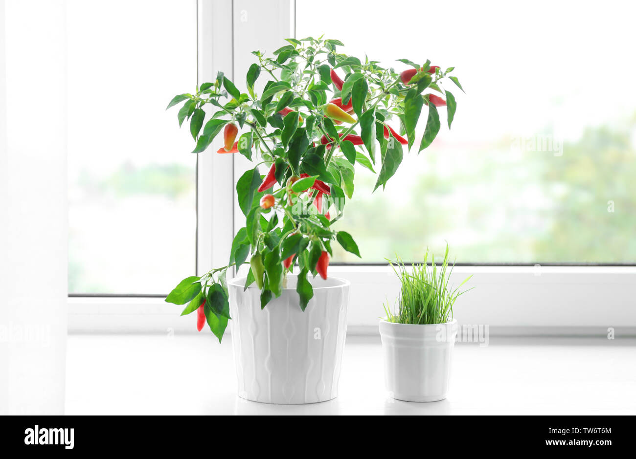 Chili pepper bush on window sill indoors Stock Photo - Alamy