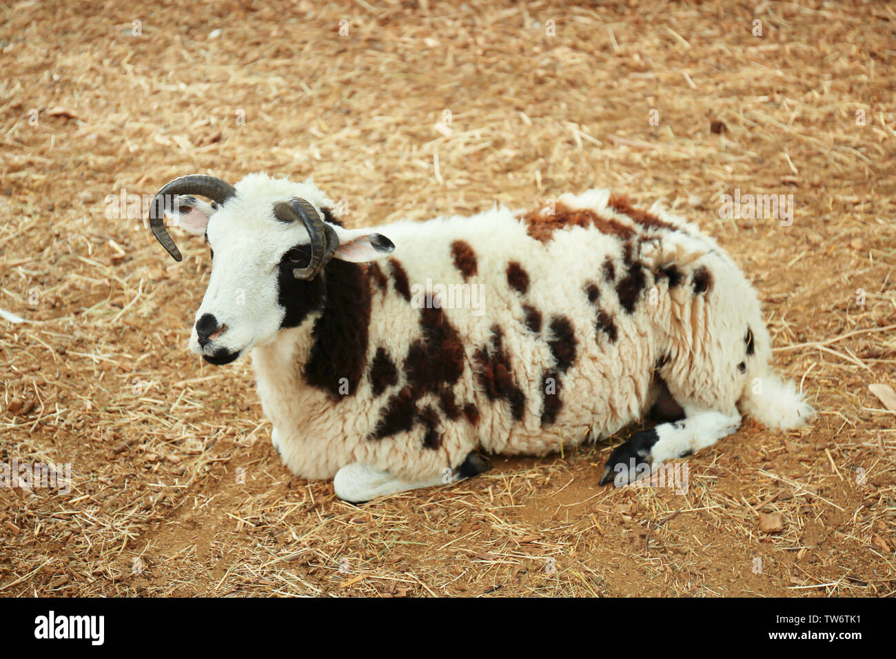 Cute sheep on farm Stock Photo - Alamy