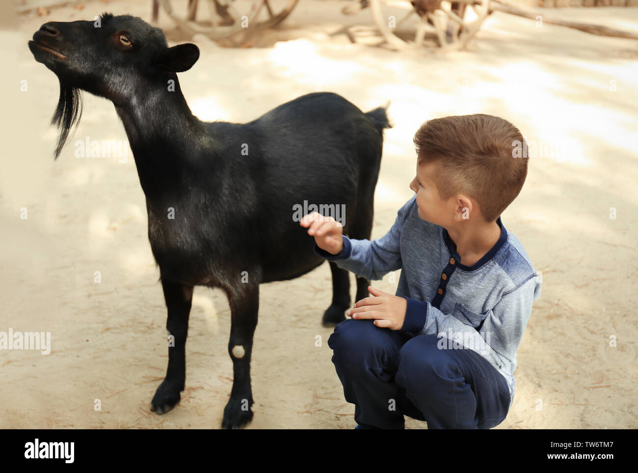 Cute little boy with goat on farm Stock Photo - Alamy