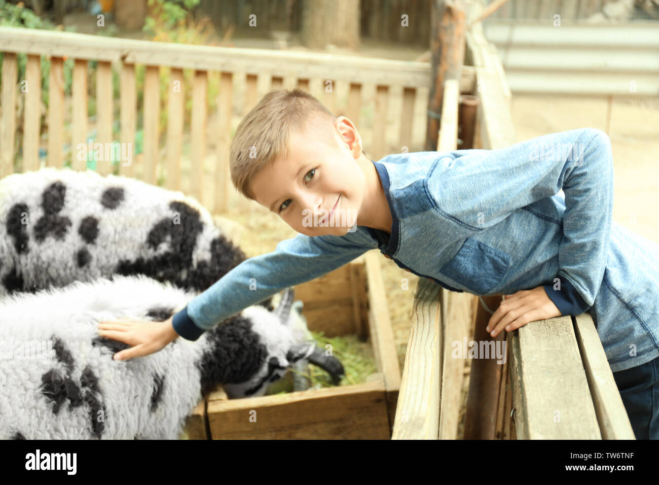 Cute little boy stroking sheep on farm Stock Photo - Alamy