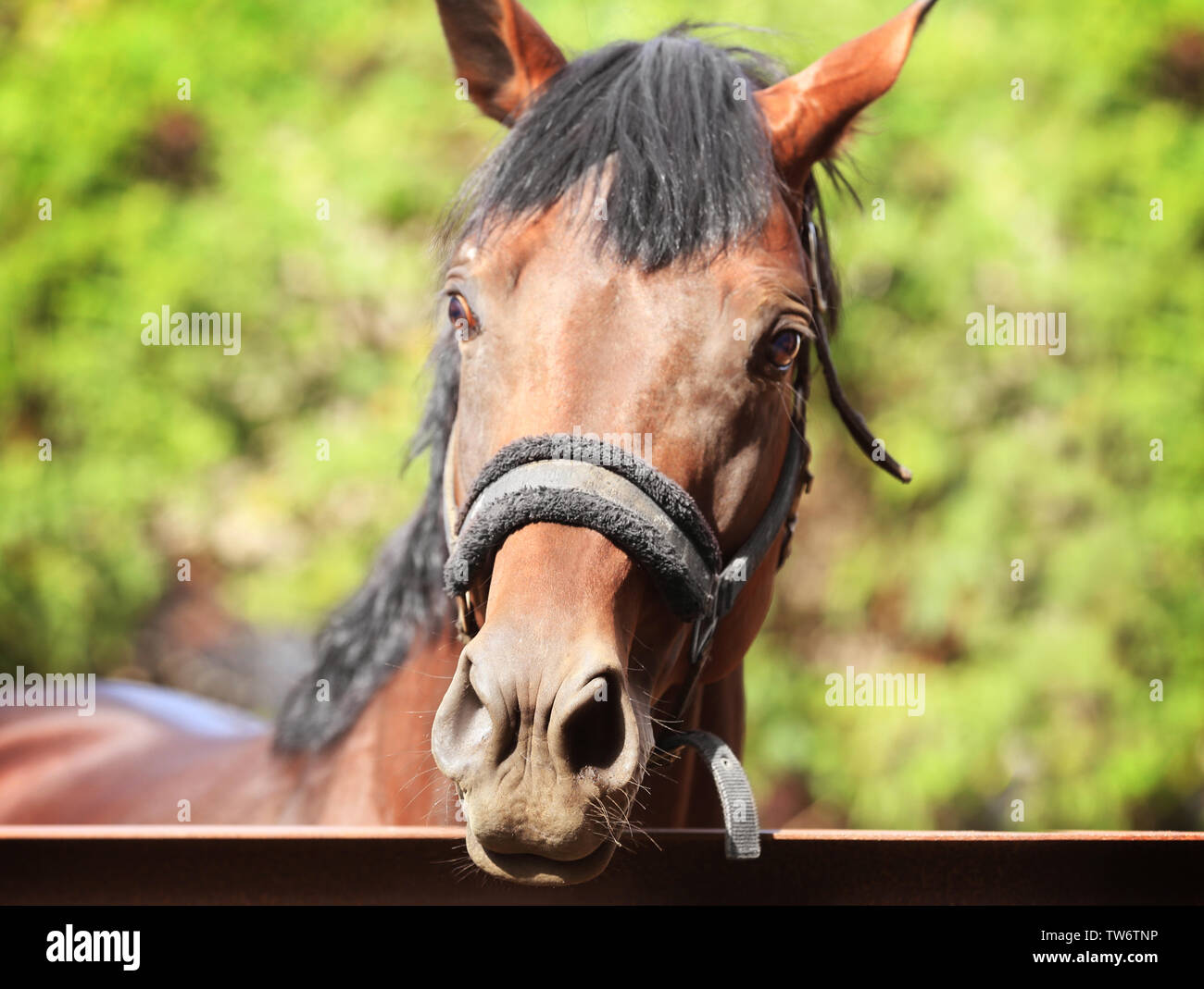 Cute horse on farm Stock Photo - Alamy