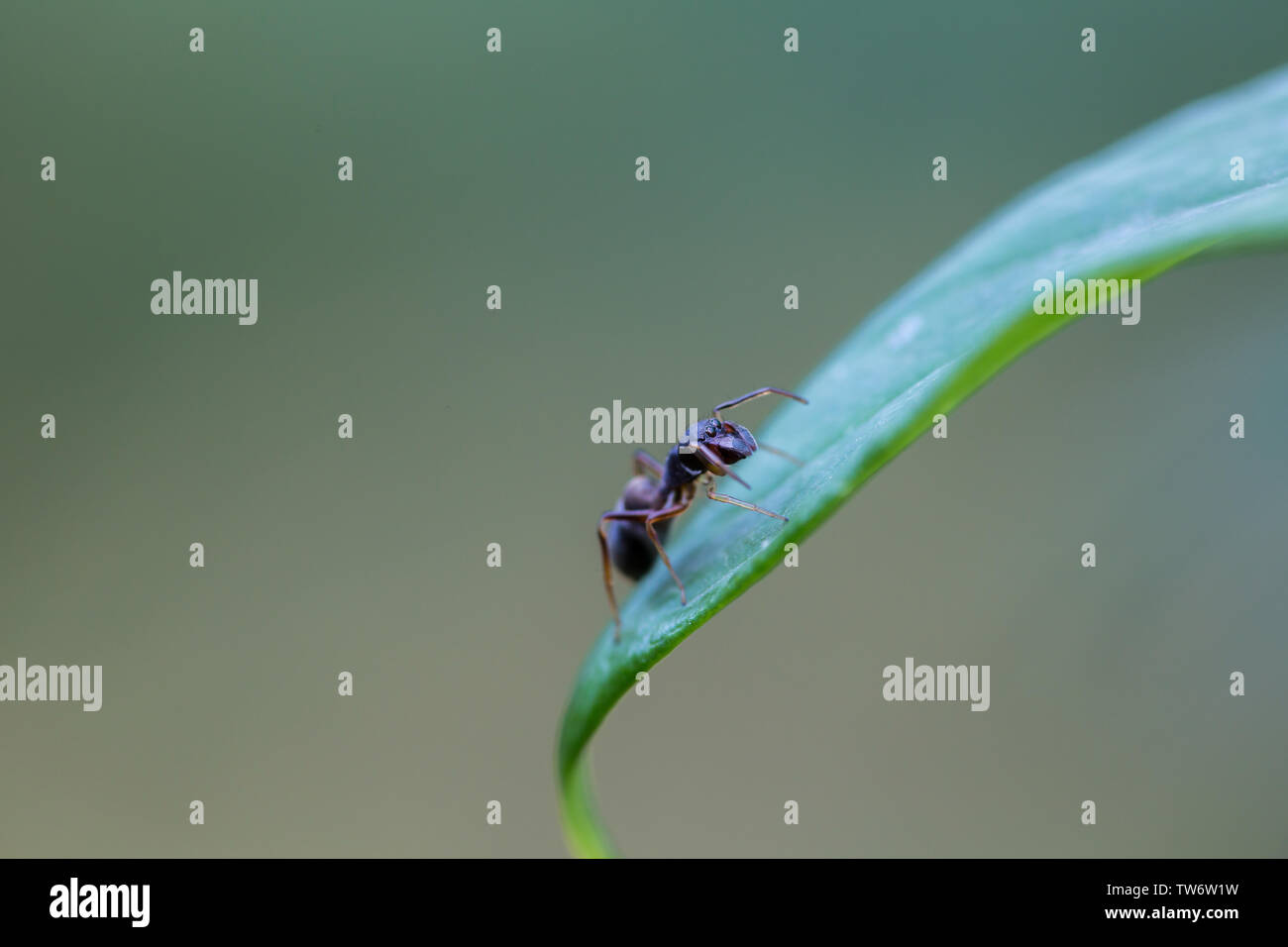 Insects transparent wings and veins backlight microscopic pests hi-res ...