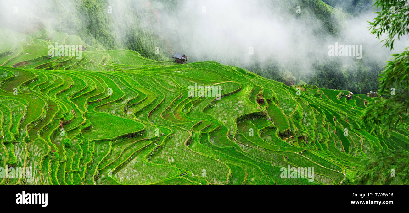 Rice terraces in the mountain in morning mist, Jiabang, Guizhou ...