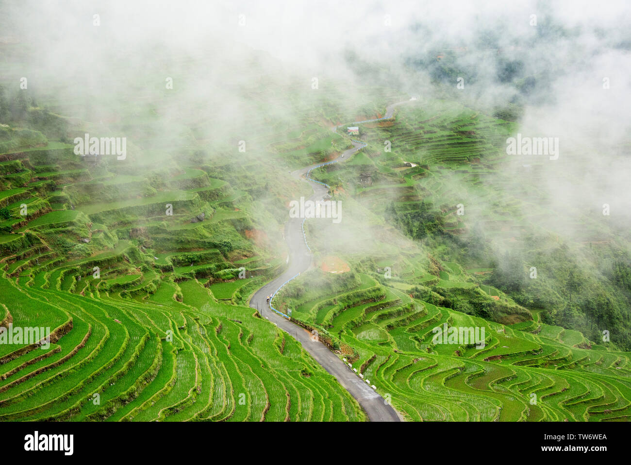 Rice terraces in the mountain in morning mist, Jiabang, Guizhou ...