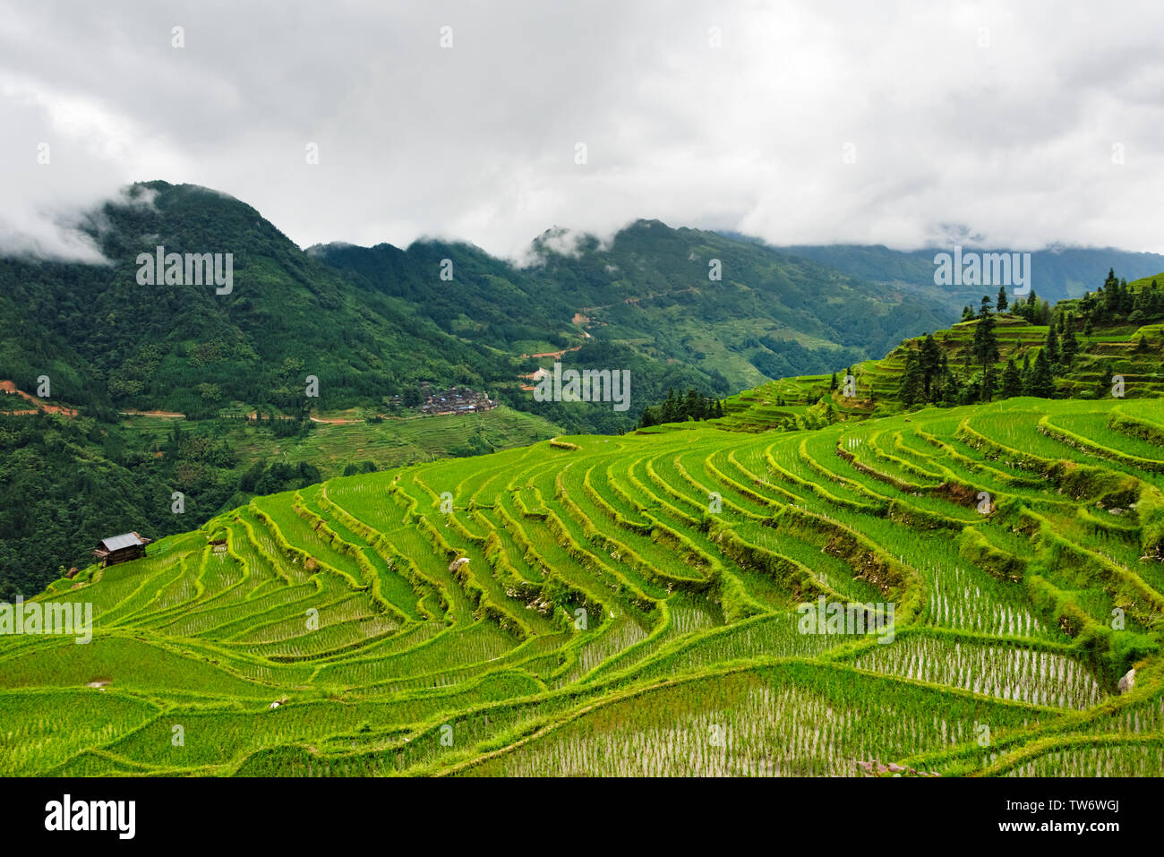 Rice terraces in the mountain in morning mist, Jiabang, Guizhou ...
