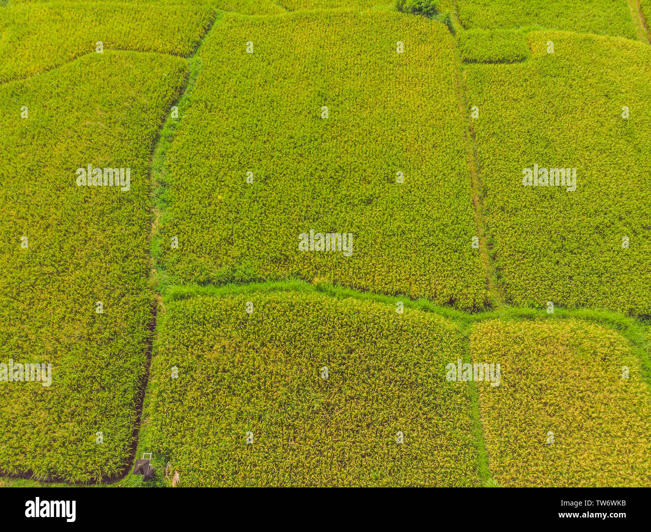 Image of beautiful Terraced rice field in water season and Irrigation ...