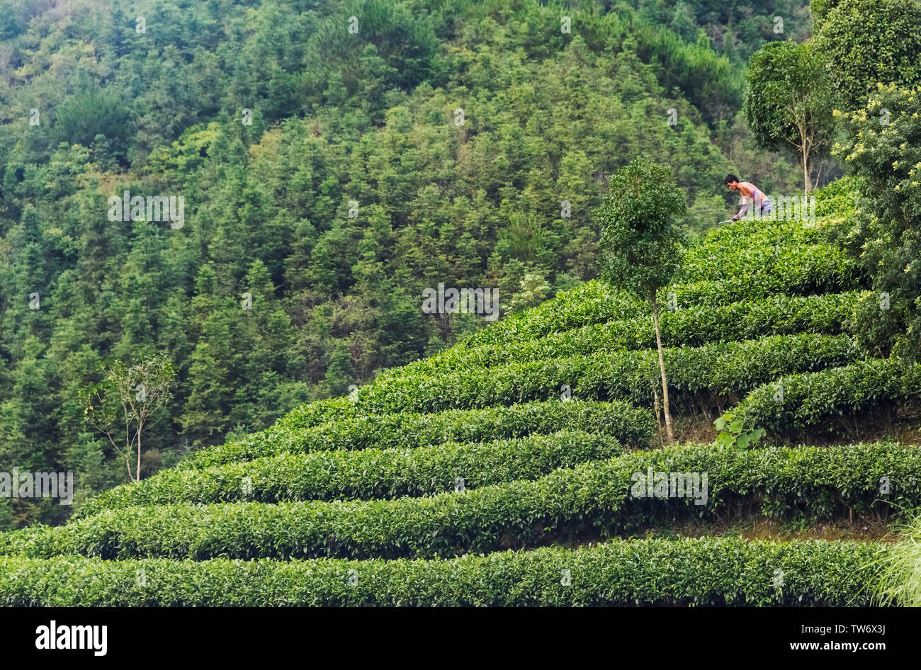 Tea plantation, Sanjiang, Guangxi Province, China Stock Photo - Alamy