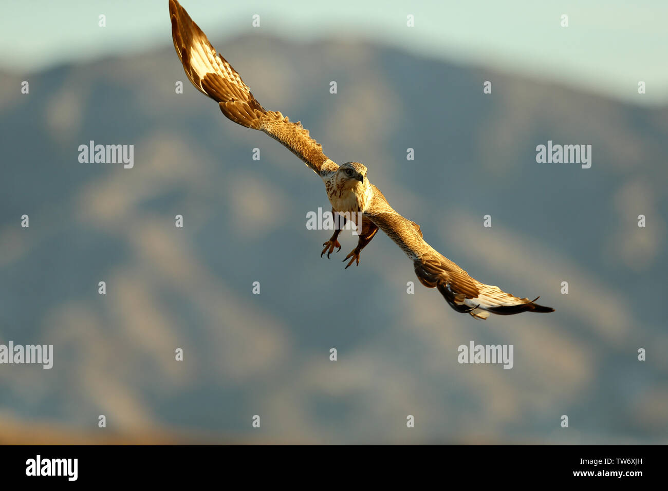 Eagle Birds of Raptor Wildlife Stock Photo - Alamy
