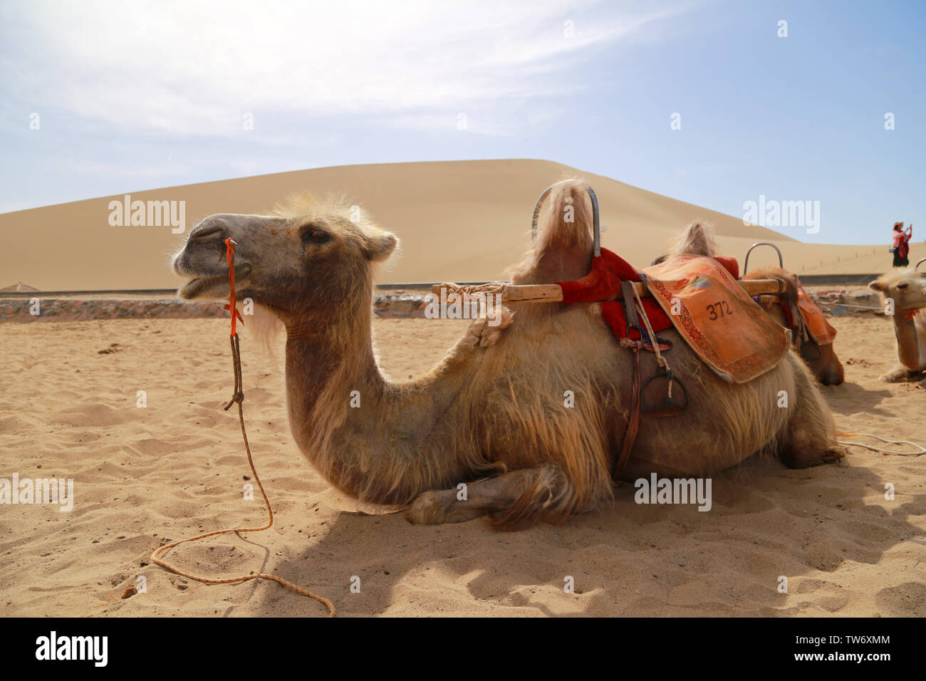 Single peak camels hi-res stock photography and images - Alamy