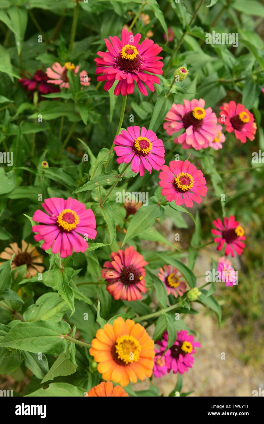 High-definition pictures of flowers Stock Photo - Alamy