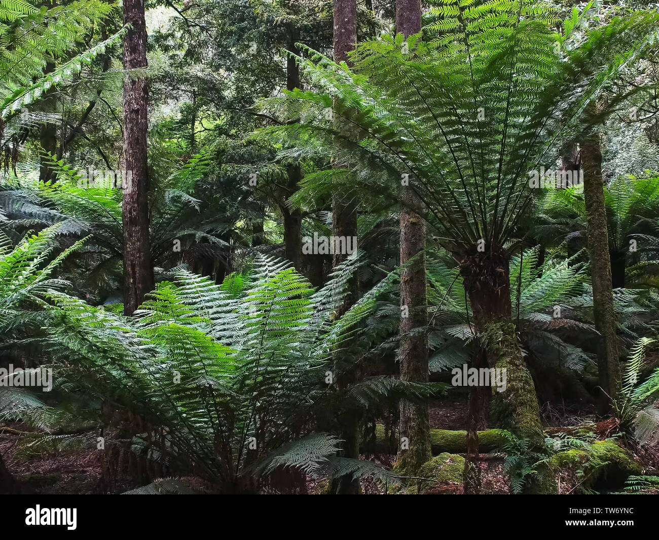 Man ferns hi-res stock photography and images - Alamy