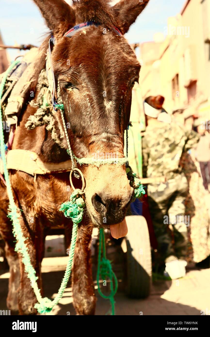 Moroccan animals hi-res stock photography and images - Alamy