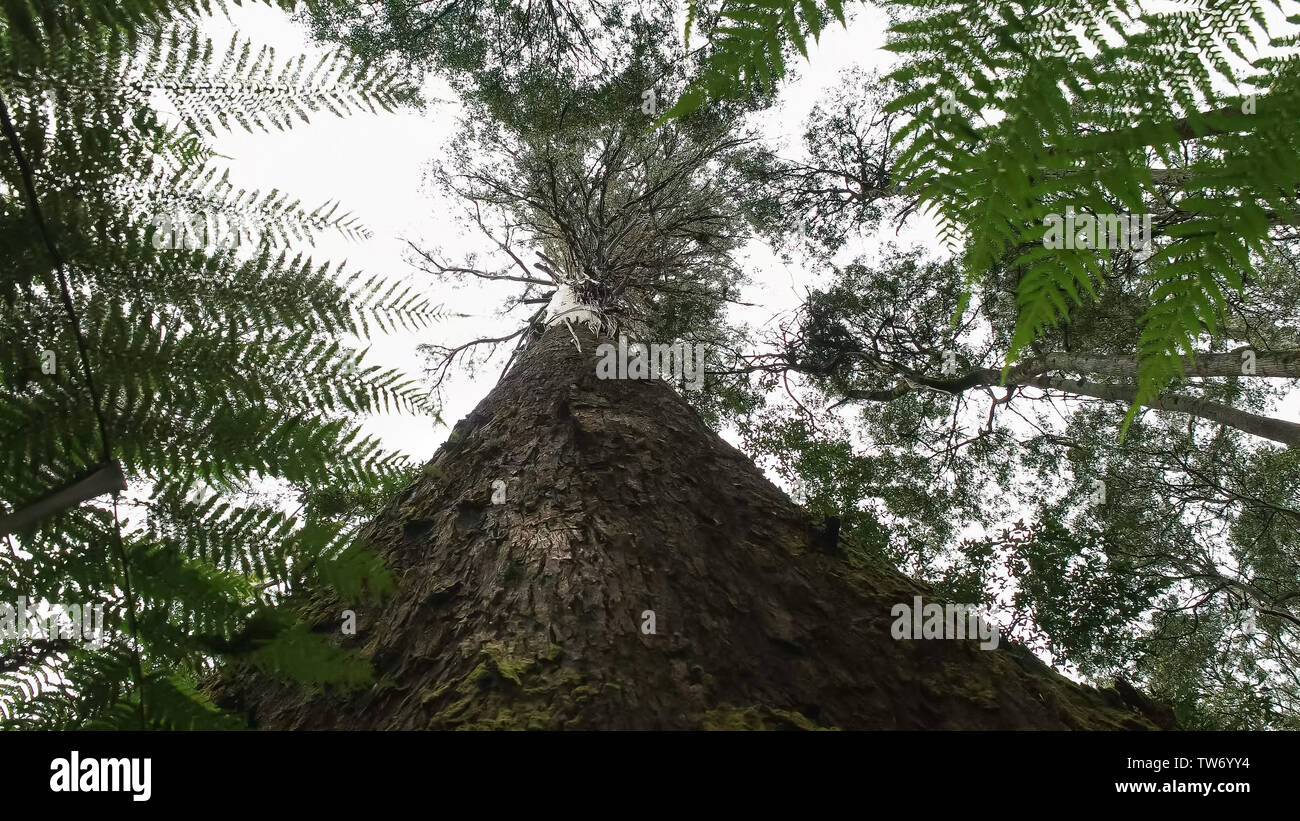 Giant swamp gum eucalyptus regnans hi-res stock photography and images ...