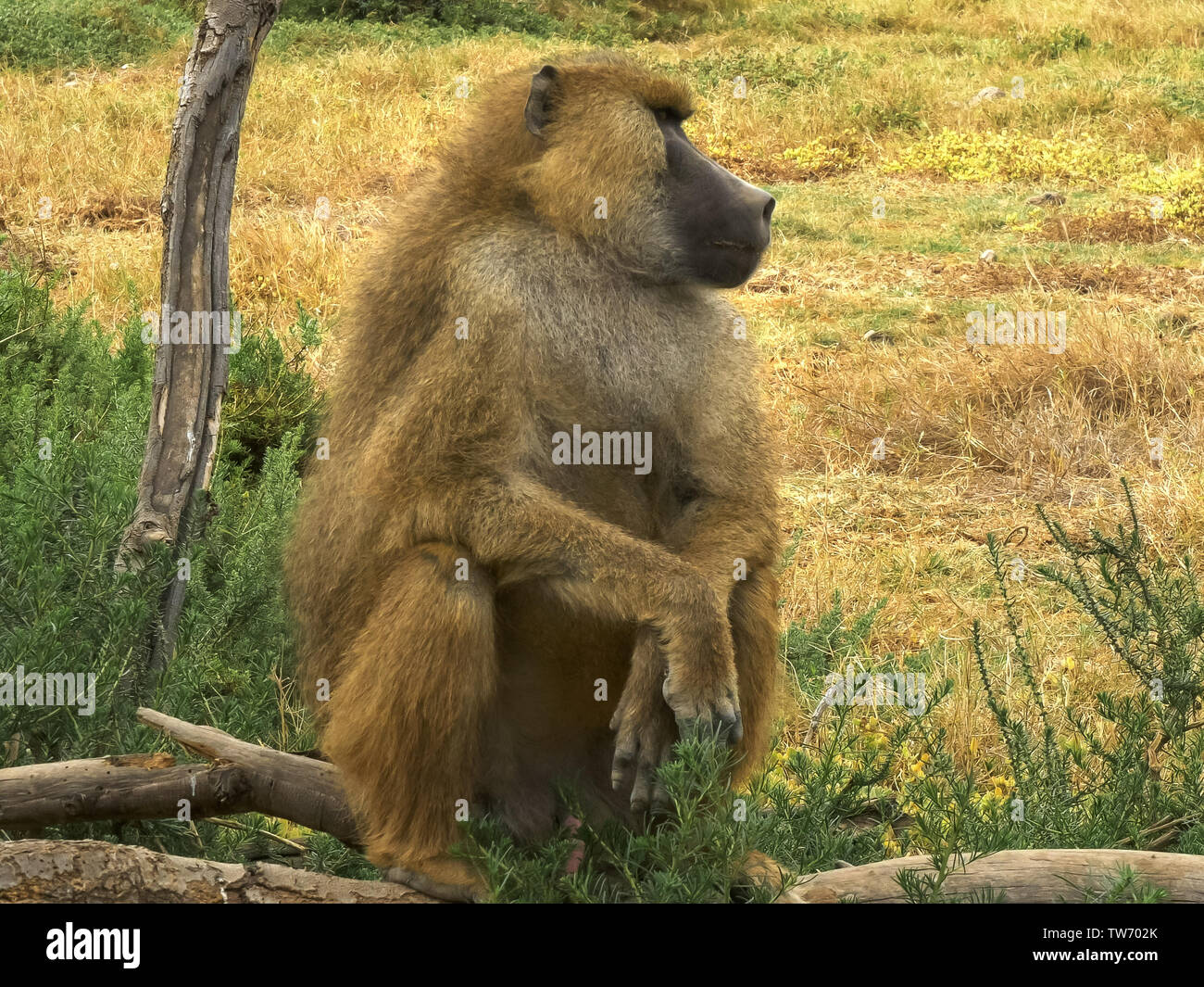 a yellow baboon sitting upright at amboseli Stock Photo - Alamy