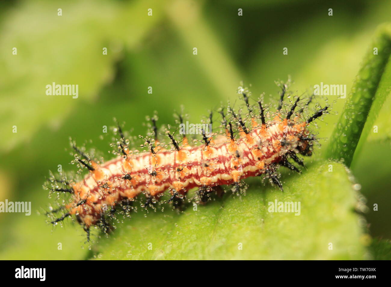Microscopic insects and caterpillars hi-res stock photography and ...