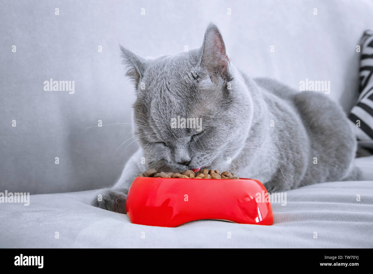Funny overweight cat eating while lying on sofa at home Stock Photo - Alamy