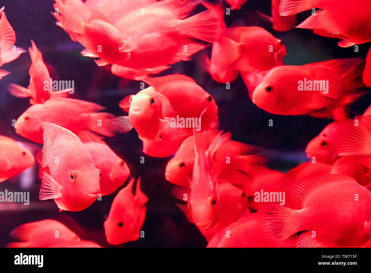 A rich fish Stock Photo - Alamy