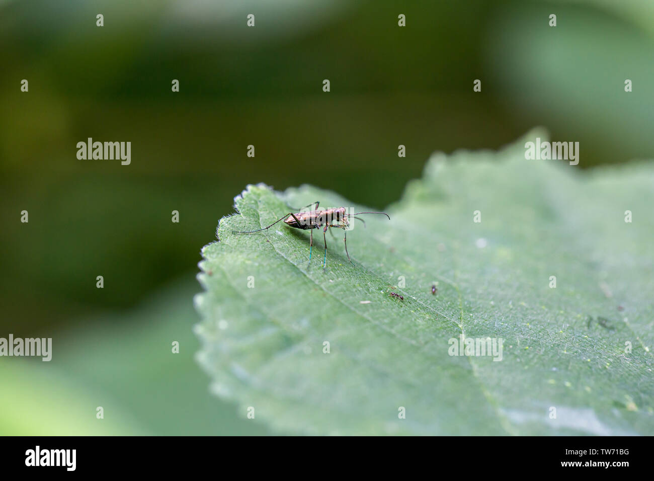 Ant tiger hi-res stock photography and images - Alamy