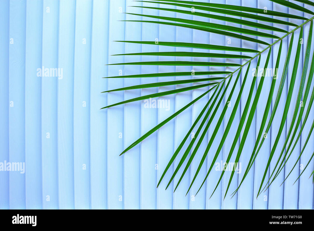 Sago palm leaf hi-res stock photography and images - Alamy