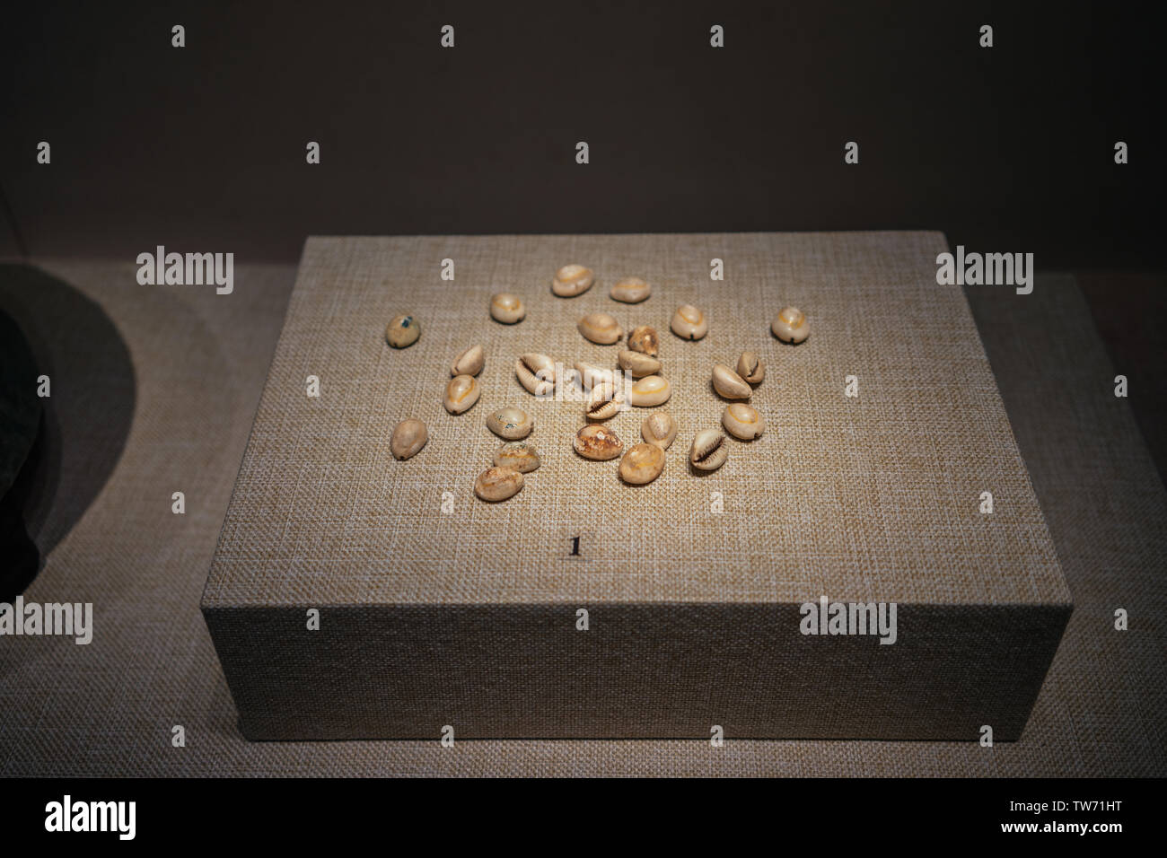 Shell collections hi-res stock photography and images - Alamy