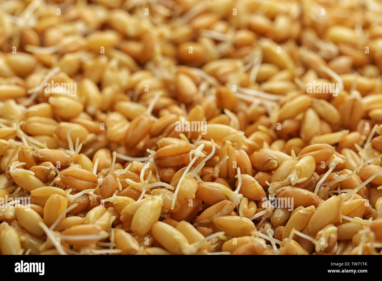 Sprouting wheat grass seeds, closeup Stock Photo - Alamy
