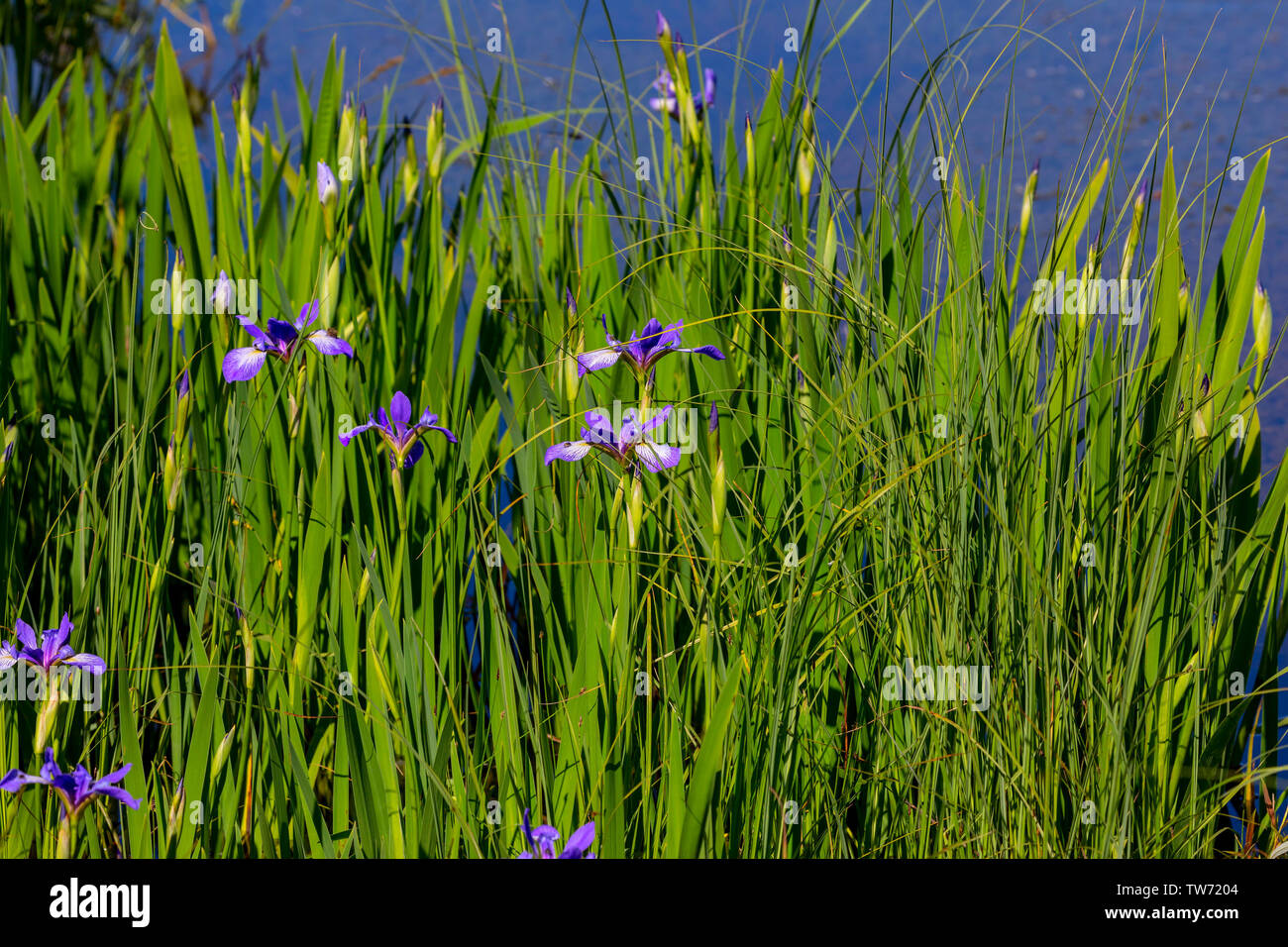 Wild native irises flowers in a wetland. Iris is depicted in mythology ...