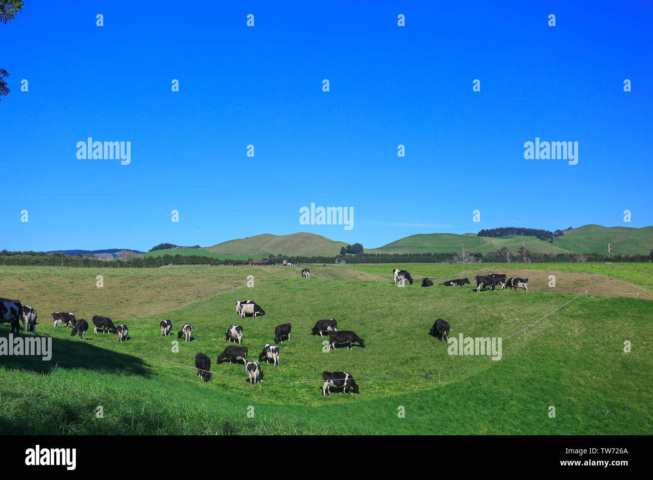 New Zealand Natural Ranch Stock Photo - Alamy