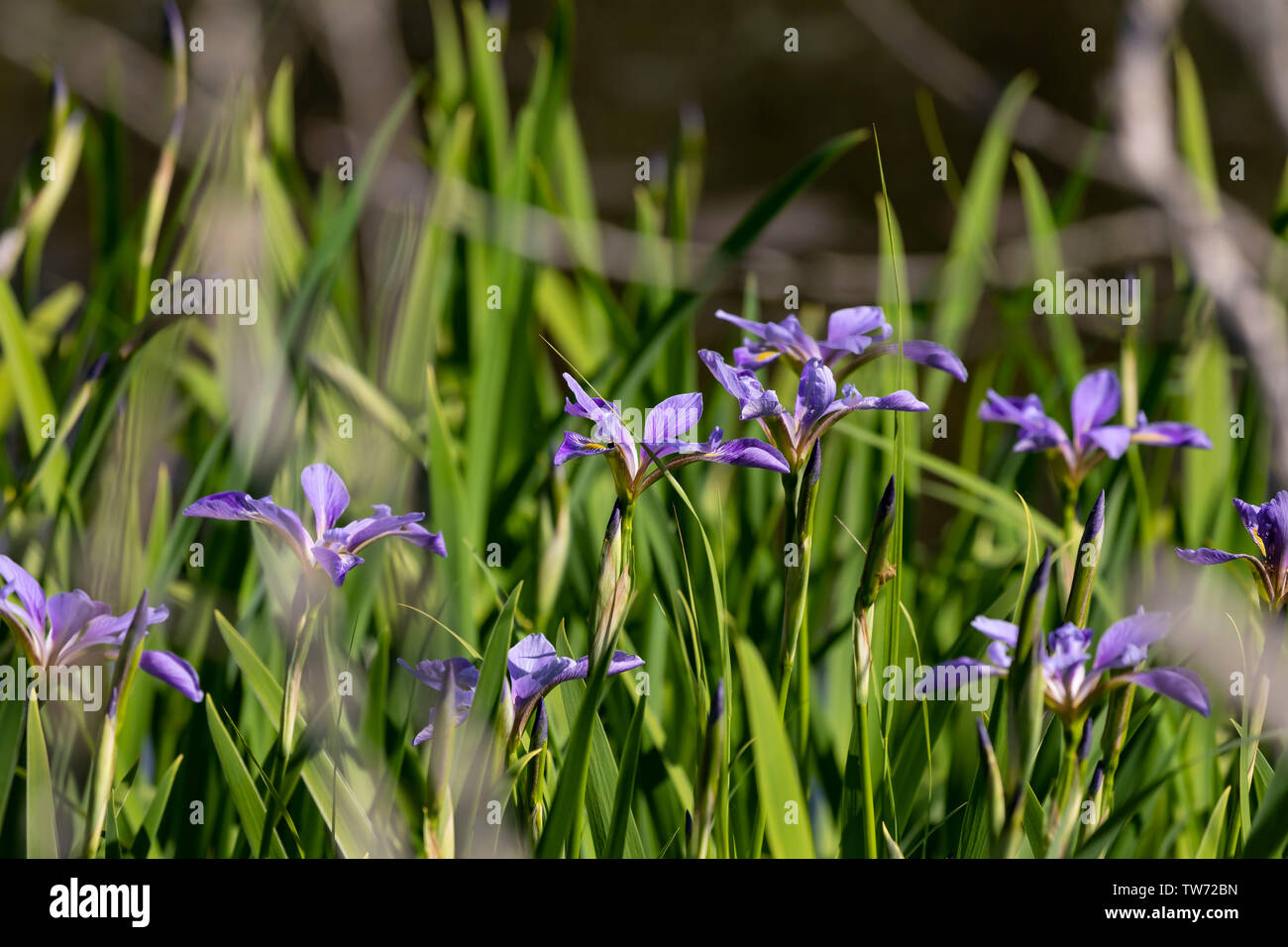 Wild native irises flowers in a wetland. Iris is depicted in mythology ...