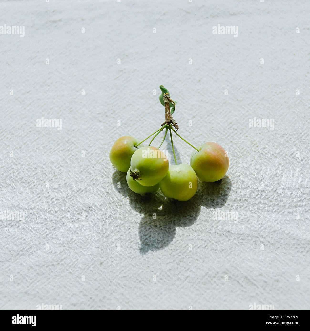 Begonia fruit hi-res stock photography and images - Alamy