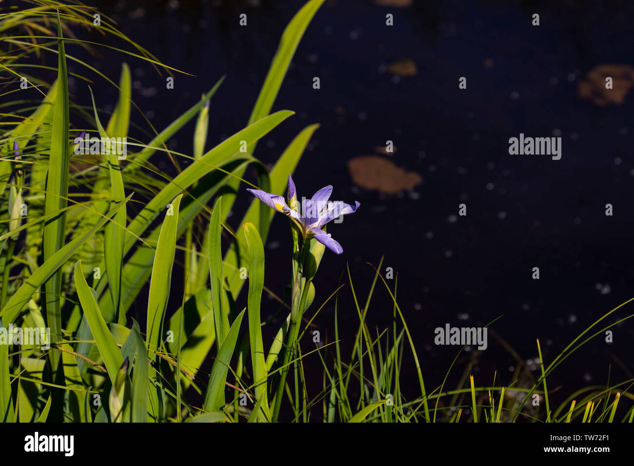 Wild native irises flowers in a wetland. Iris is depicted in mythology ...