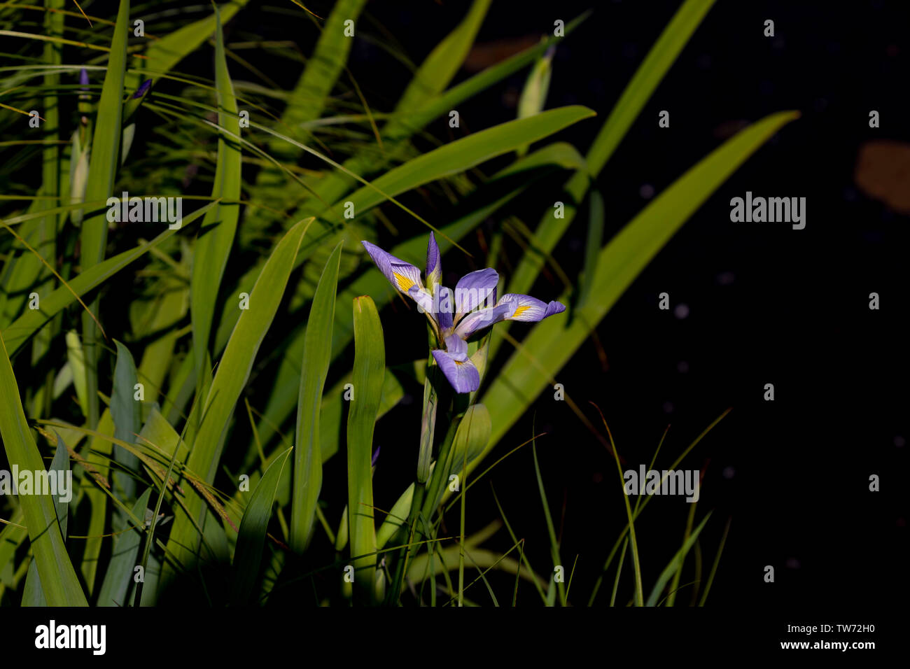 Wild native irises flowers in a wetland. Iris is depicted in mythology ...