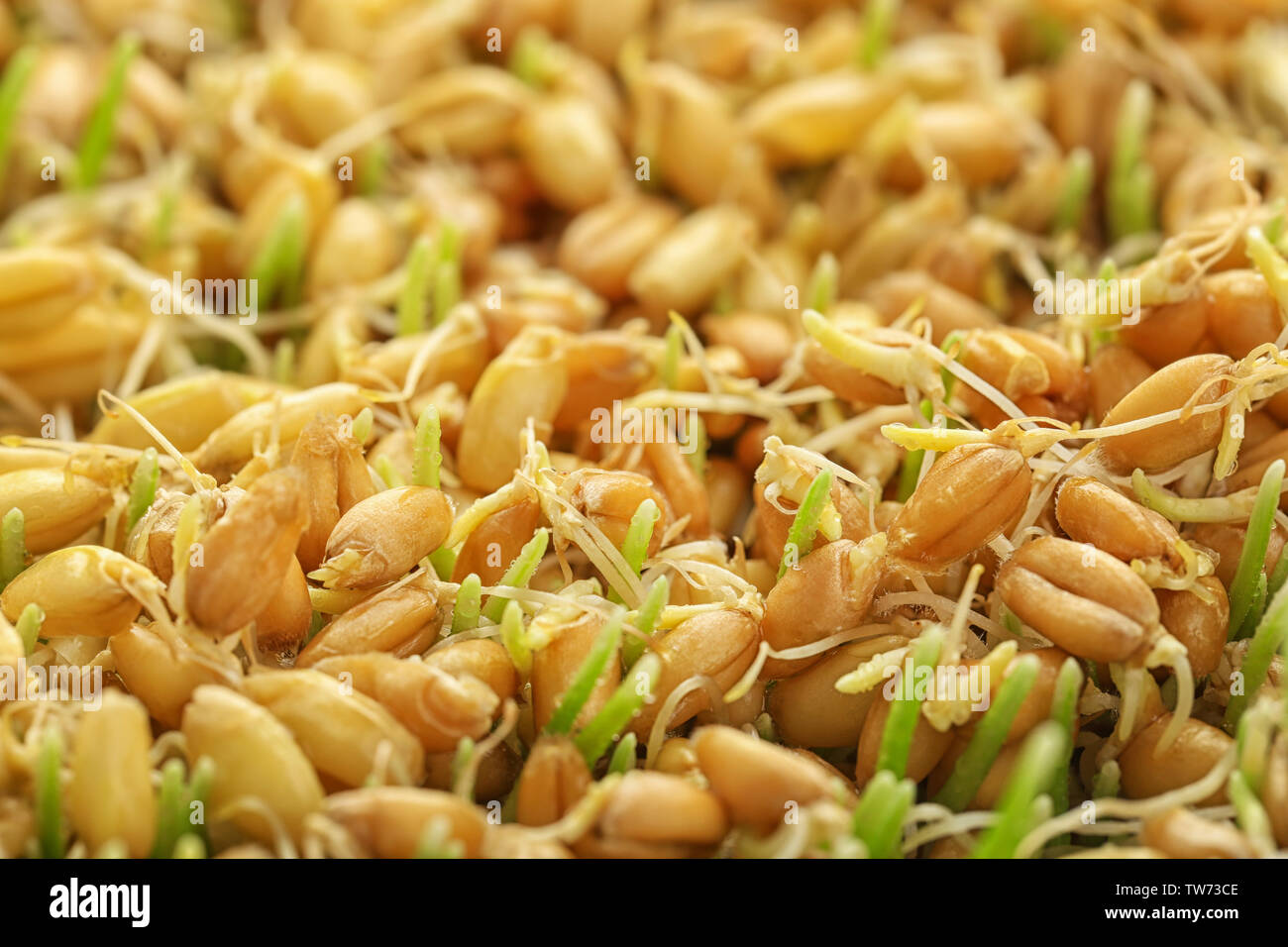 Cleansing wheat hi-res stock photography and images - Alamy