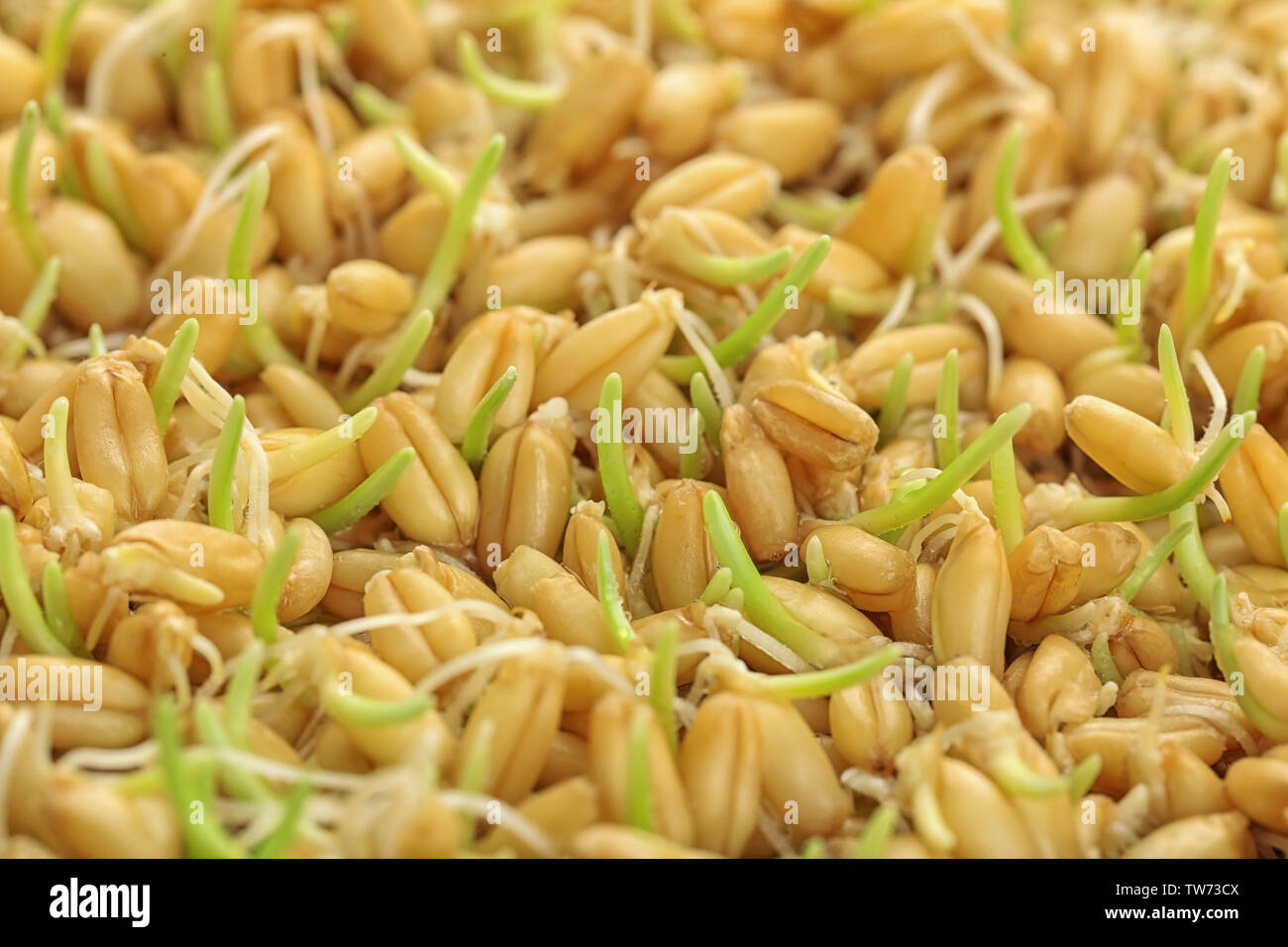 Sprouting cereal seeds hi-res stock photography and images - Alamy
