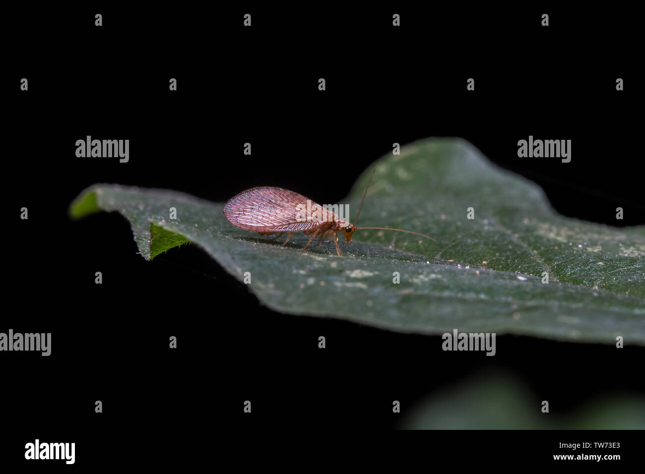 All kinds of worms Stock Photo - Alamy