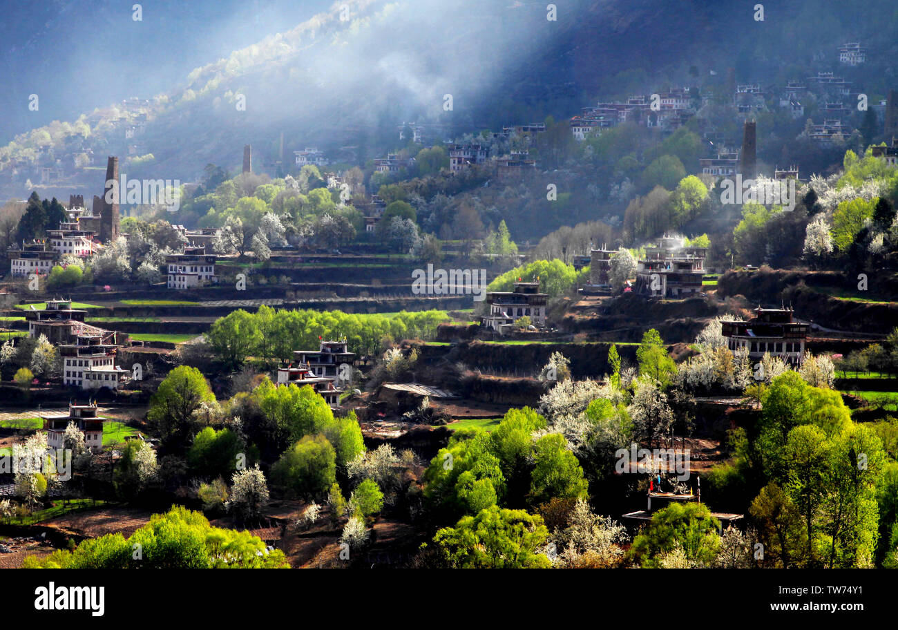 Post road pear flower Stock Photo - Alamy