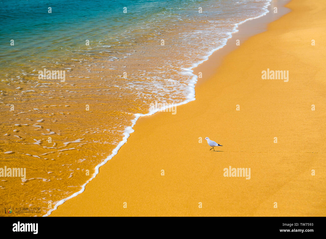 The red beach in Shanwei, with blue sea water on one side and golden ...