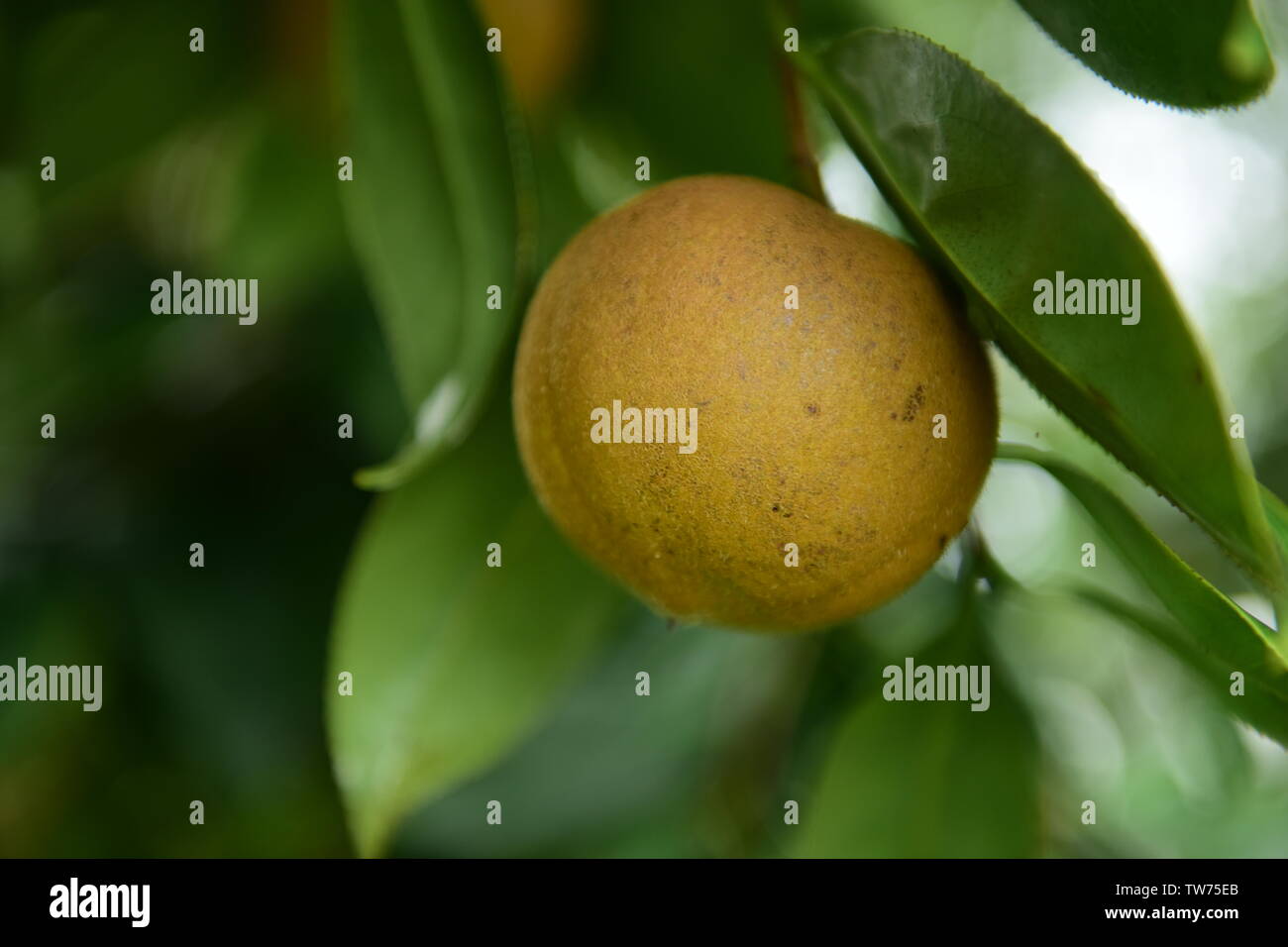 Oil tea, tea fruit Stock Photo - Alamy