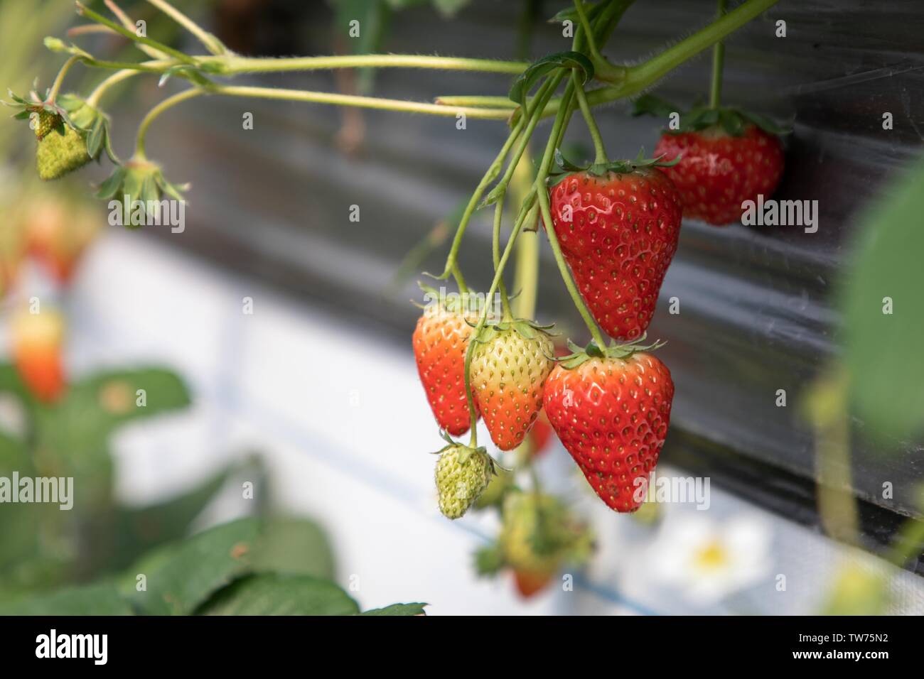 Strawberry base hi-res stock photography and images - Alamy