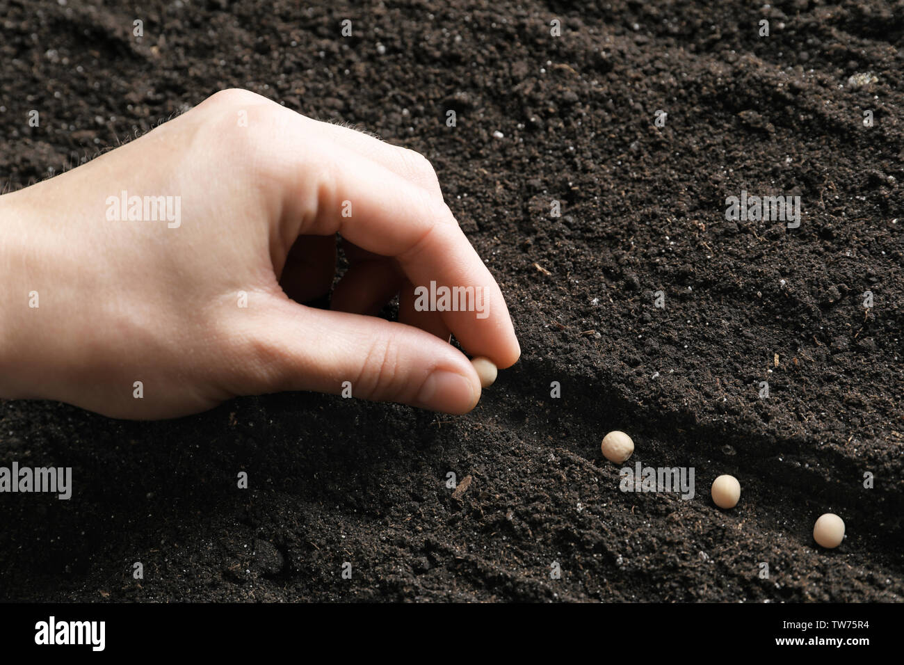 Close up woman planting seeds hi-res stock photography and images - Alamy