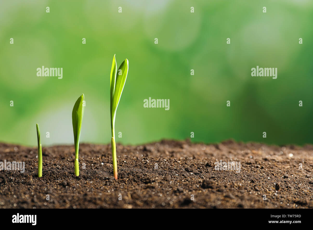 Green seedlings in soil Stock Photo - Alamy