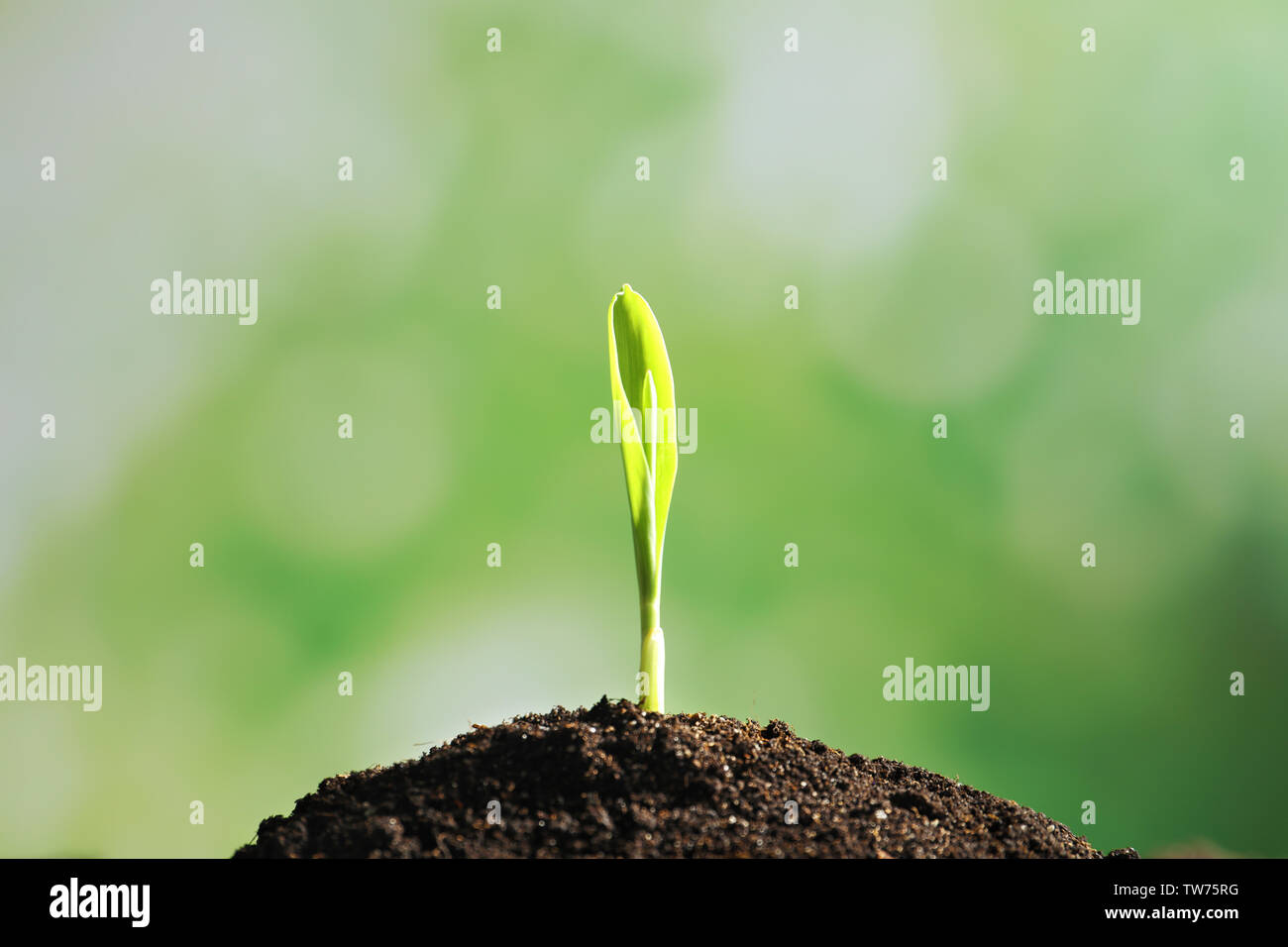 Green seedling in soil Stock Photo - Alamy