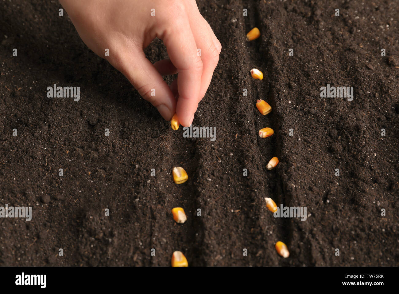Close up hand planting corn hi-res stock photography and images - Alamy