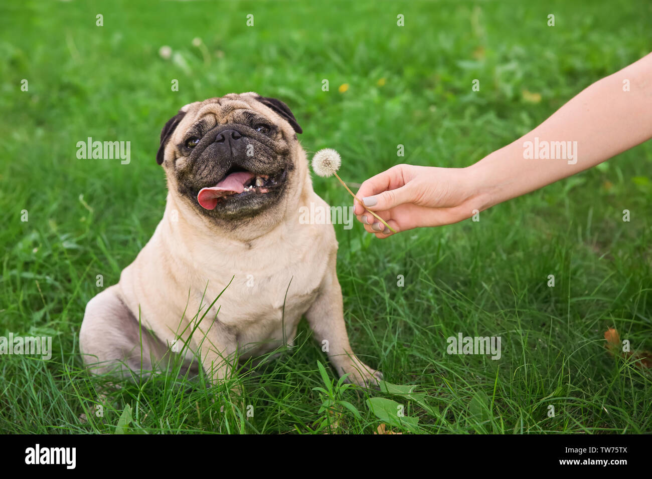Cute overweight pug dog with owner, outdoors Stock Photo - Alamy