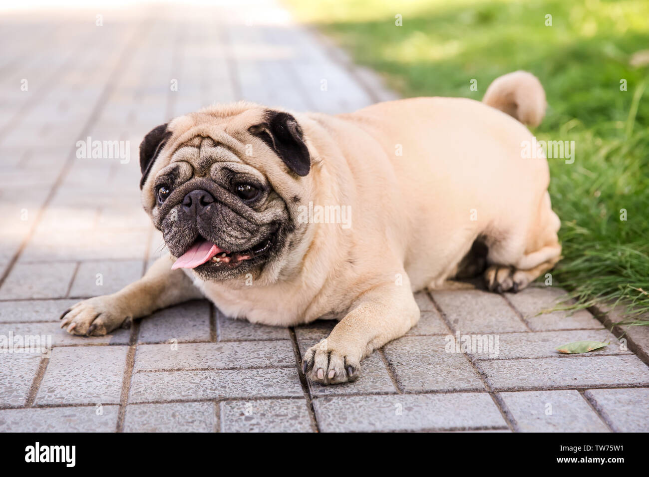 Cute overweight pug, outdoors Stock Photo - Alamy