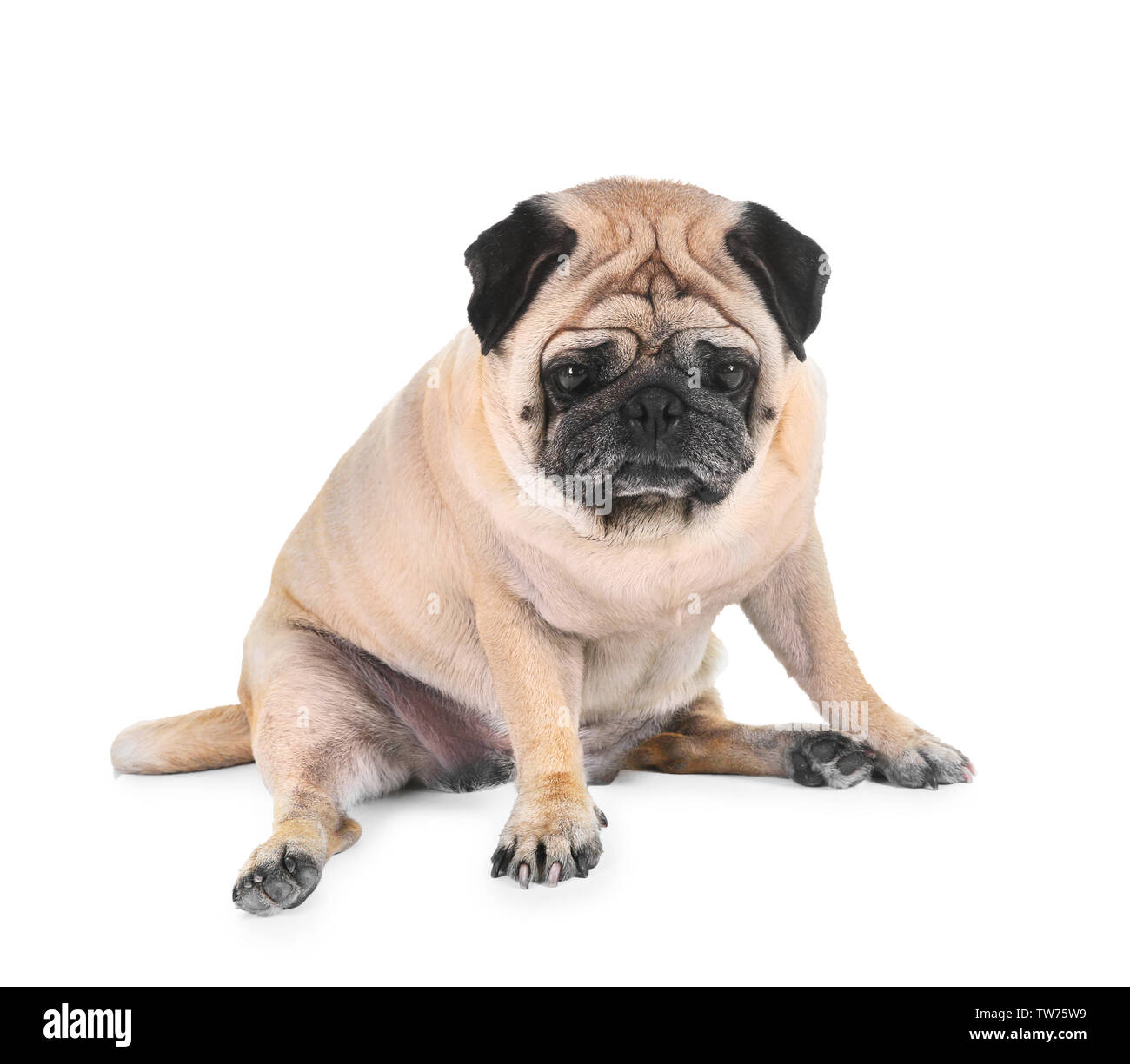 Cute overweight pug on white background Stock Photo - Alamy